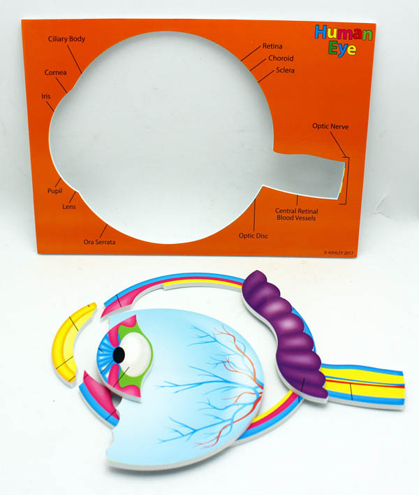 Human Eye (Foam Human Anatomy STEM Manipulatives) | Ashley Productions