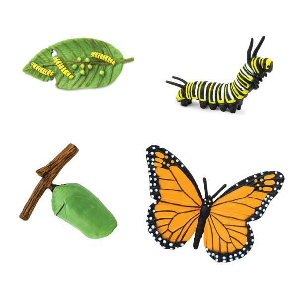 Life Cycle Of A Monarch Butterfly Safariology Safari life-cycle-of-a-monarch-butterfly-safariology-safari