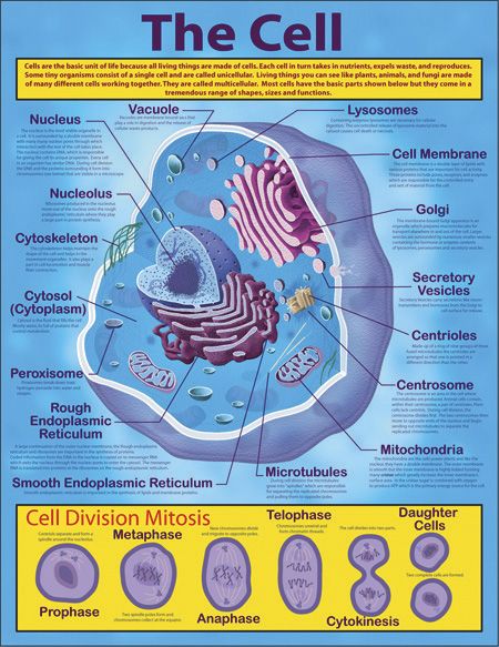 Cell Chartlet | Carson-Dellosa