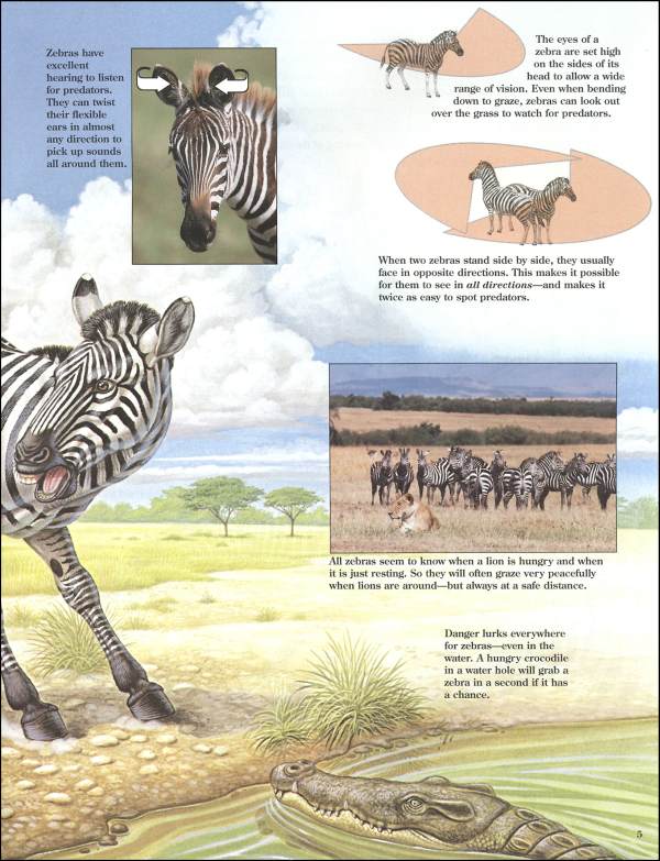 Zoobooks Zebras