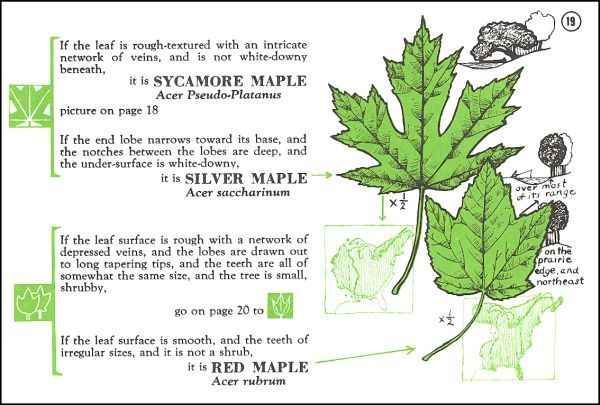 Tree Finder | Wilderness Press | 9780912550015