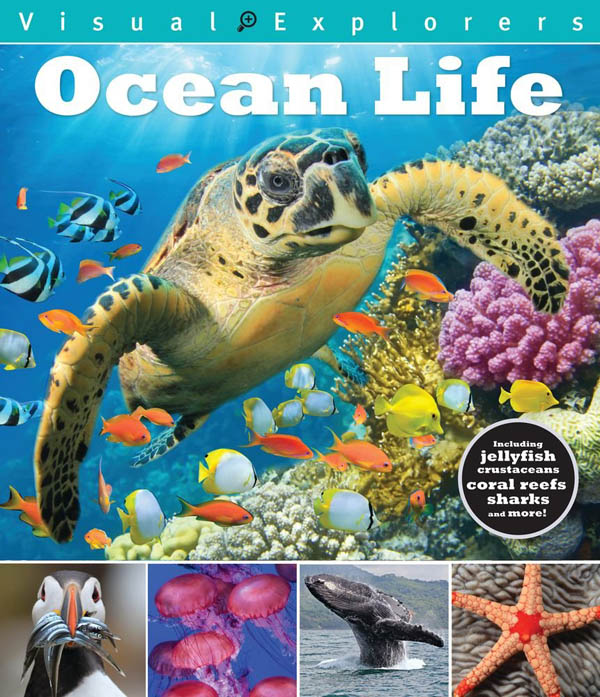 Ocean Life (Visual Explorers) | Barron's Educational Series | 9781438005799