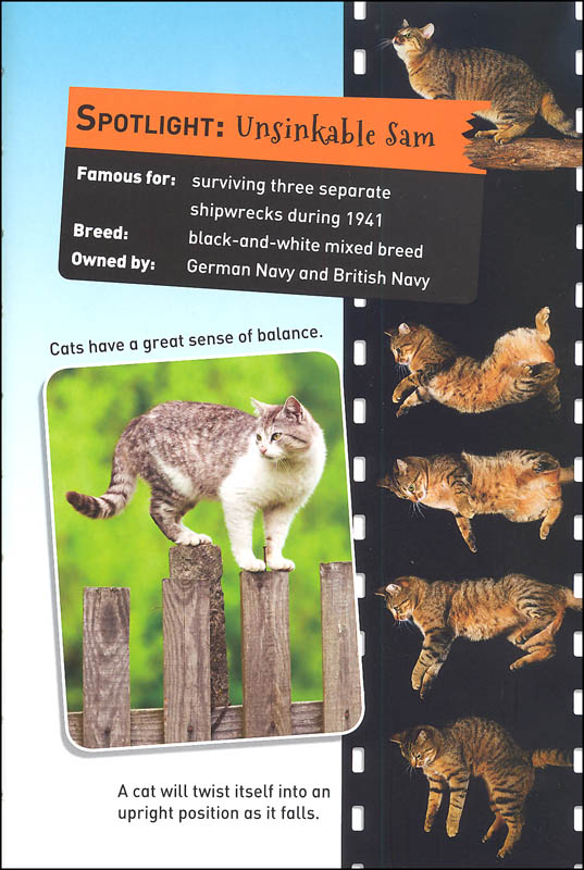 It's all about...Cats and Kittens | Kingfisher | 9780753474112