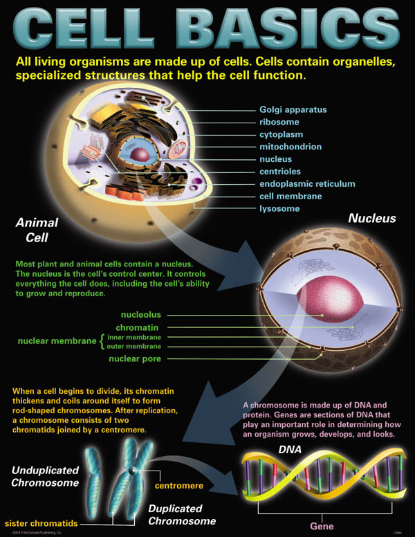 Cells Teaching Poster Set | McDonald | 9781937664268