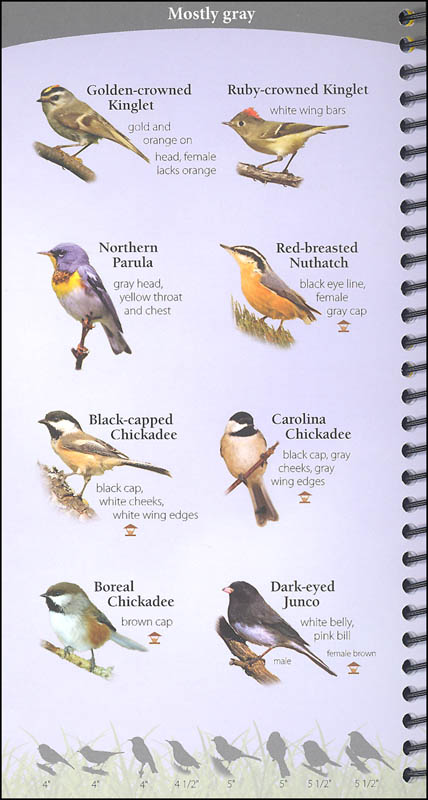 Birds of the Northeast (Adventure Quick Guides) | Adventure ...