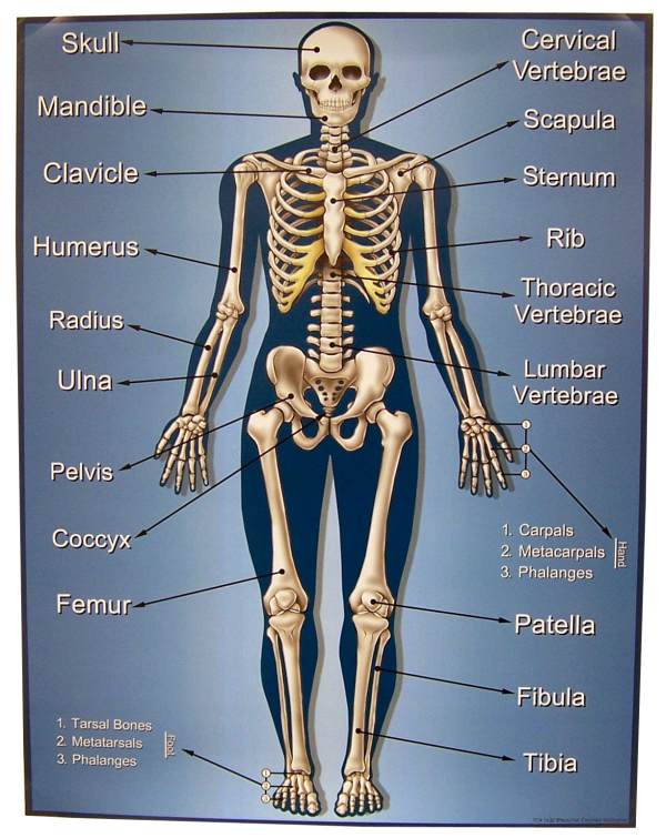 Skeleton Chart Teacher Created Resources