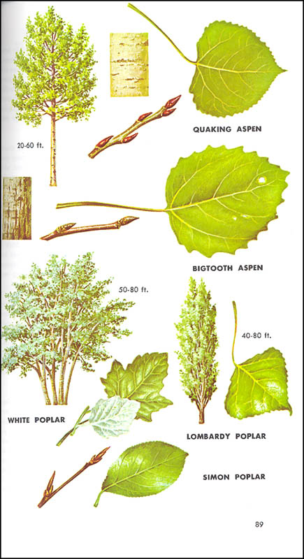 Tree Identification Book North America / 17 Best images about Field ...